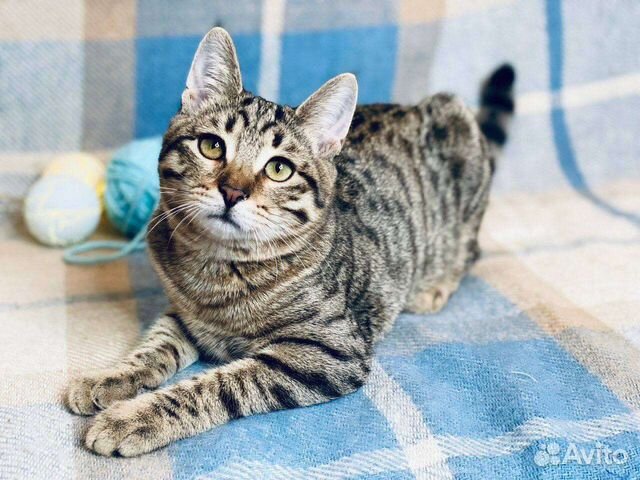 Тигровый малыш Тобби