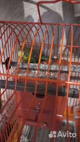 Волнистый попугай с клеткой