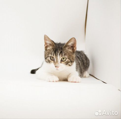 Котенок мальчик 4 месяца