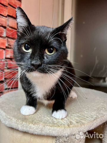 Котик Борис 1,5 года ищет дом