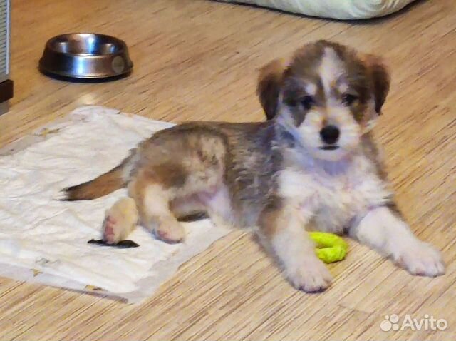 Небольшая девочка 2,5 месяца в квартиру бесплатно