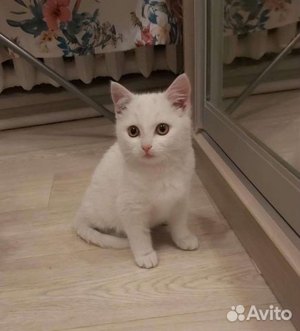 Кошка -котенок. Привезем ответственным людям