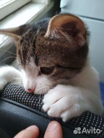 Кошка в дар