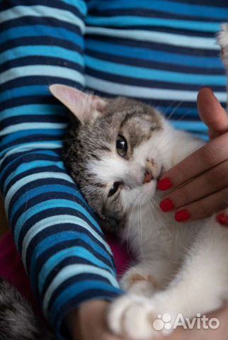 Котенок который любит всех