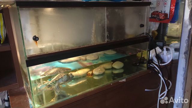 Черепаха и аквариум бесплатно