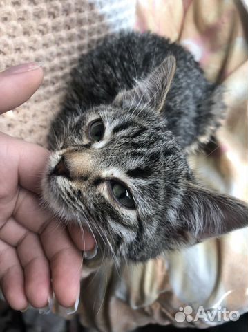 Котёнок в добрые руки
