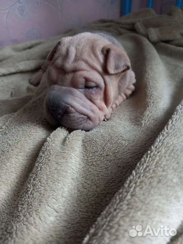 Щенки шарпей