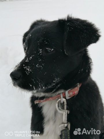 Щенуля 4 месяца