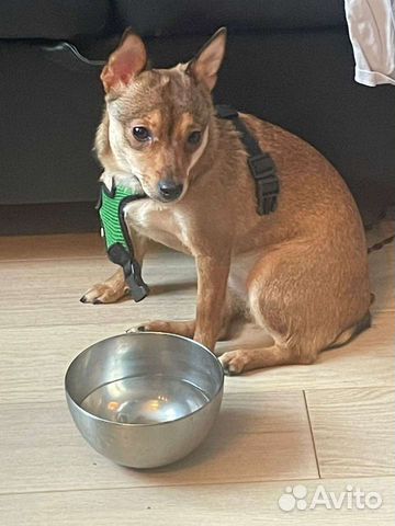 Найдена собака