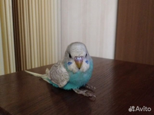 Волнистый попугай мальчик