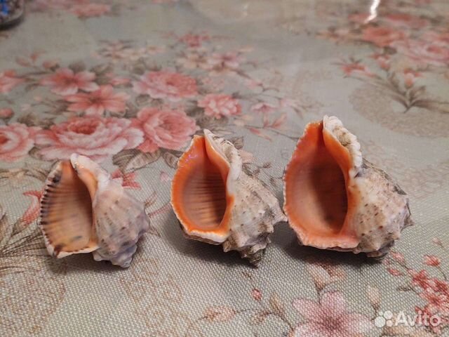 Раковина рапана от 3-6 см