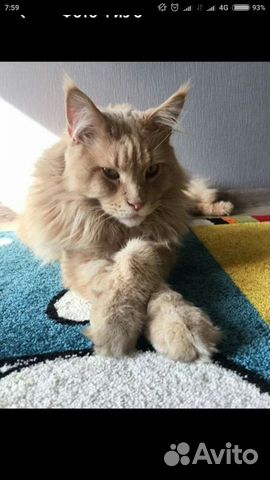 Кошечка Мен-Кун