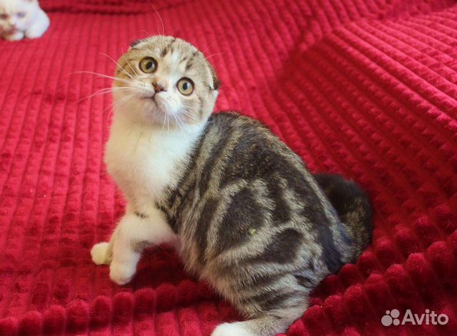 Котик мраморный