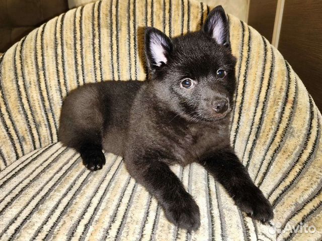 Девочка шипперке