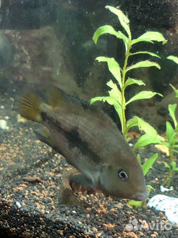 Цихлазома седжика