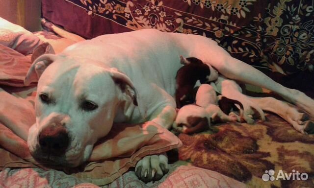 Американский бульдог