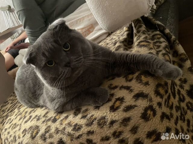 Шотландский кот на вязку