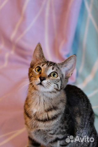 Сима ждёт своих родителей