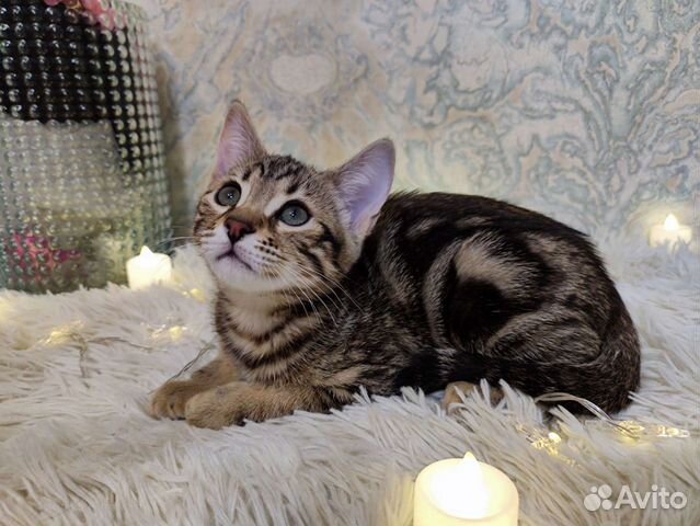 Бенгальская пироженка с сердечком