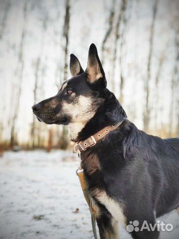 Овчарка Макс мечтает найти дом