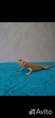 Бородатая агама