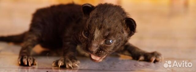 Чёрная кудрявая девочка