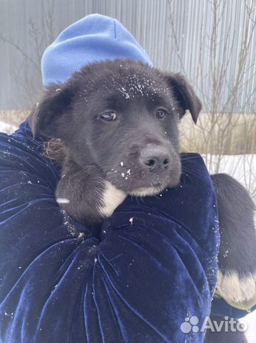 Щенок мальчик в добрые руки