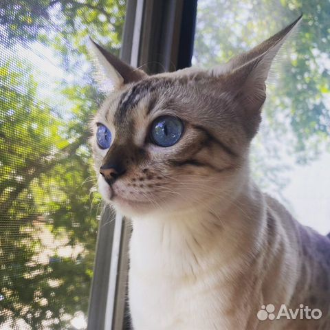 Ищем кота на вязку