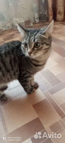 Кошка полу-британец