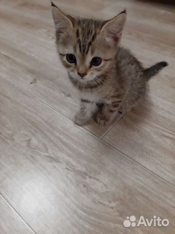Котёнок