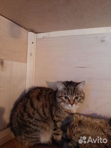 Кошка в дар