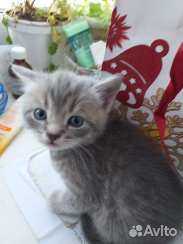 Шотладские вислоухие котята