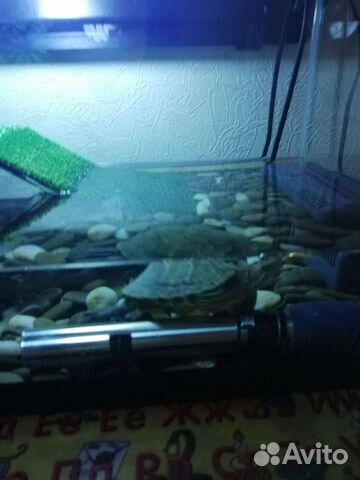 Красноухая черепаха с аквариумом