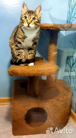 Бездомная Маруся ищет дом