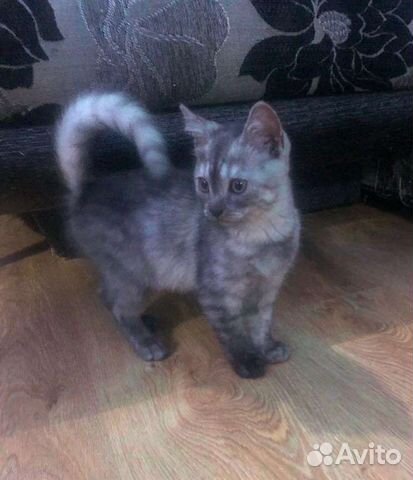 Котенок девочка ищет дом