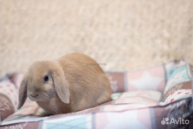 Девочка вислоушка окрас сепаратор