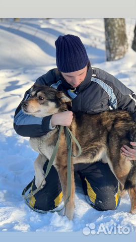 Ласковый волчонок в дар. Собака из приюта
