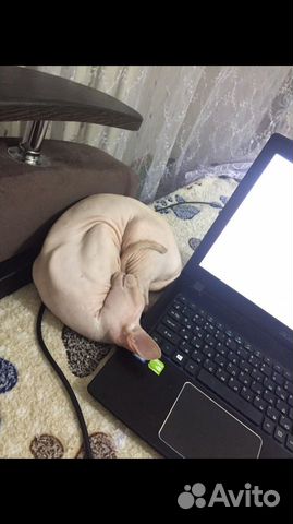 Коты сфинксы бесплатно
