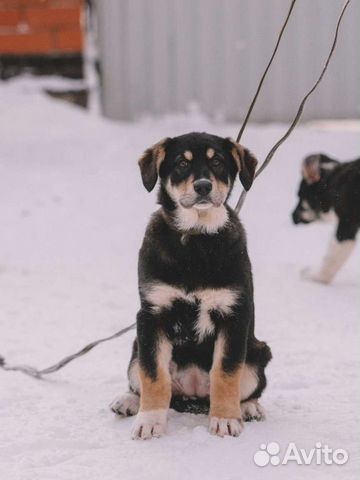Щенок в добрые руки