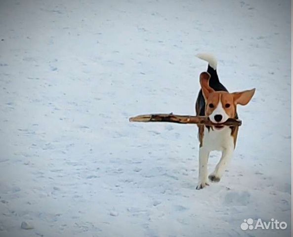 Щенок Бигль