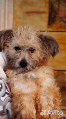 Небольшая кудрявая собака в добрые руки в дар