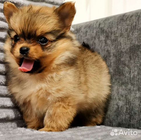 Померанский шпиц девочка