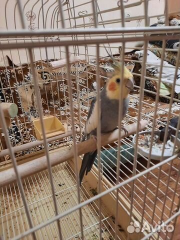 Попугай карелла