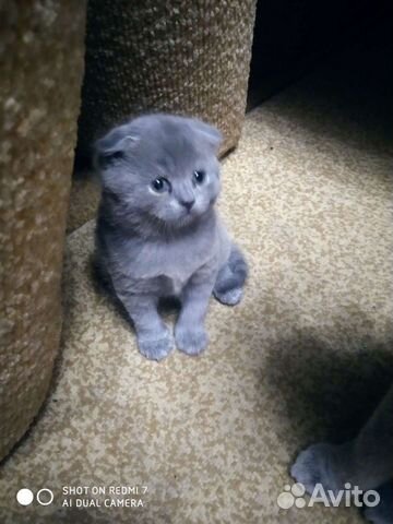 Кошки
