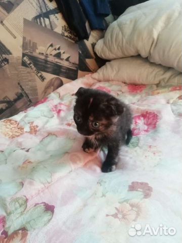 Кошечка в добрые руки