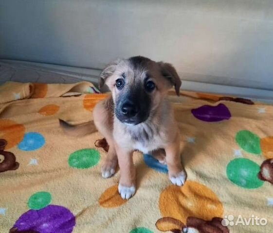 Щенок вдобрые руки