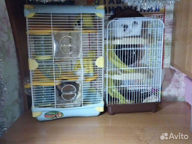 Джунгарский хомяк