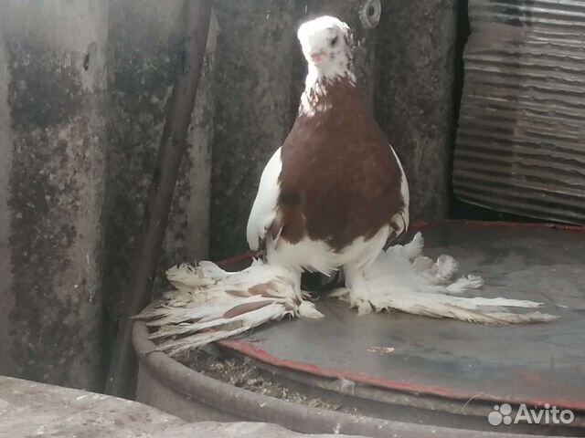 Узбецкие голуби