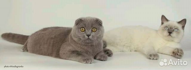 Шотландская