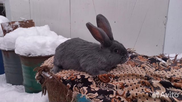 Кролики фландер